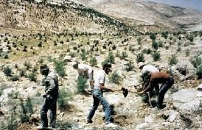 JNF Shifts To Planting Only Gharqad Trees - PreOccupied Territory